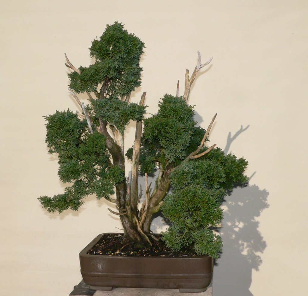 Photo Gallery | Shibui Bonsai