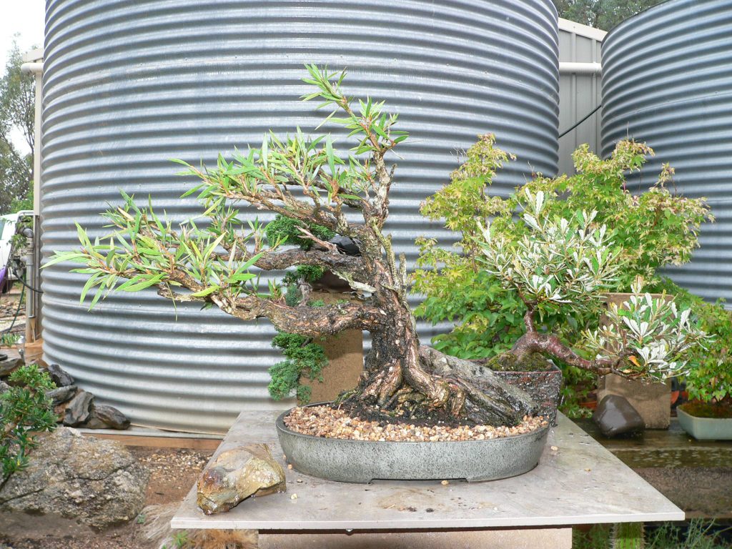 Photo Gallery | Shibui Bonsai
