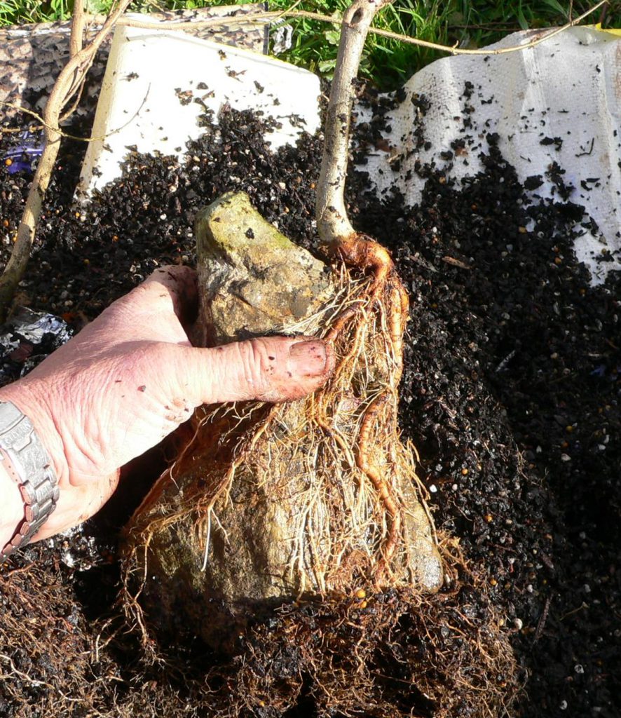 Growing Root over Rock bonsai | Shibui Bonsai