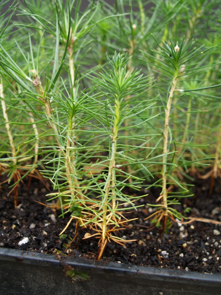 Japanese Black Pine Cuttings | Shibui Bonsai