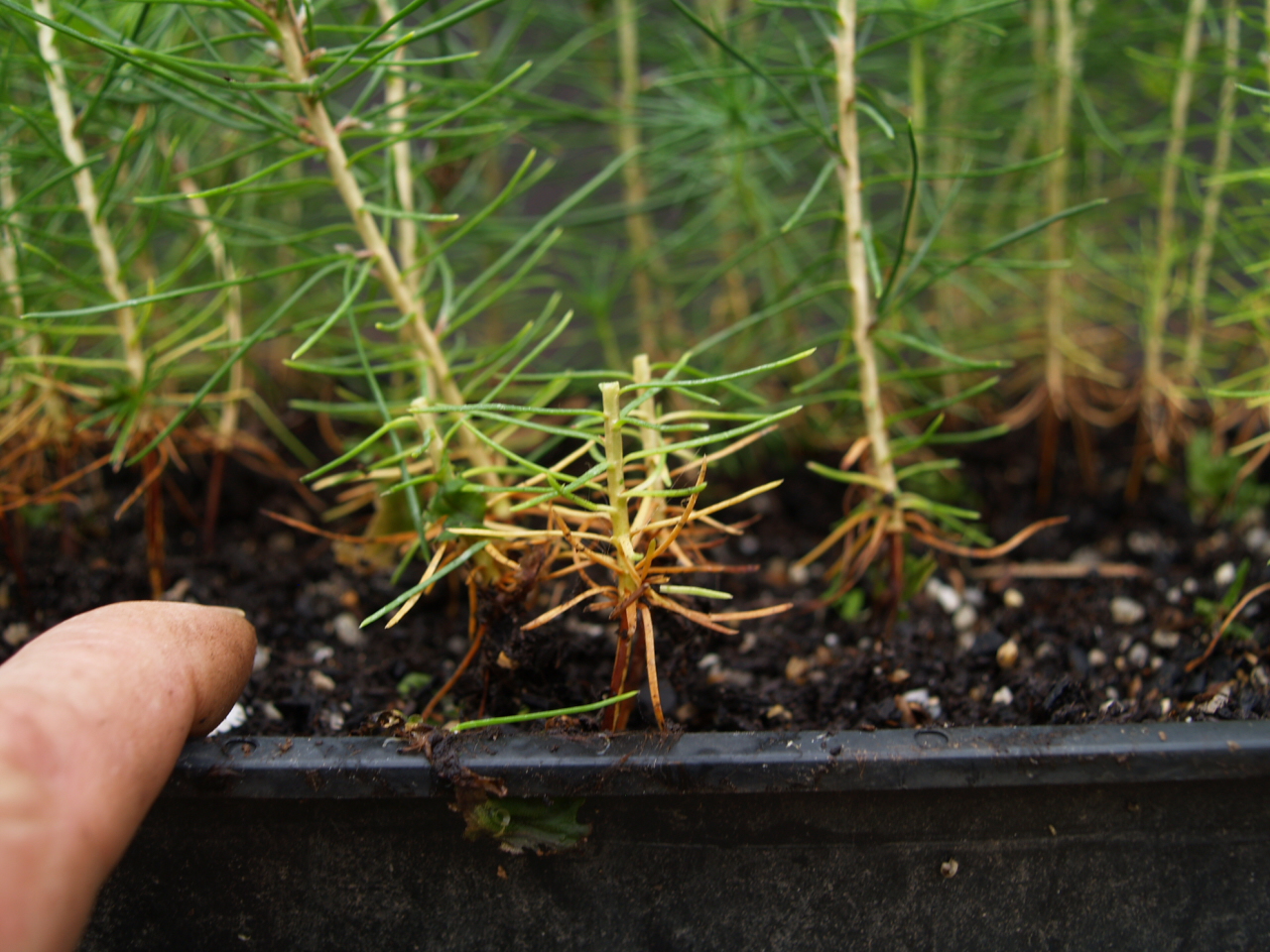 Japanese Black Pine Cuttings | Shibui Bonsai