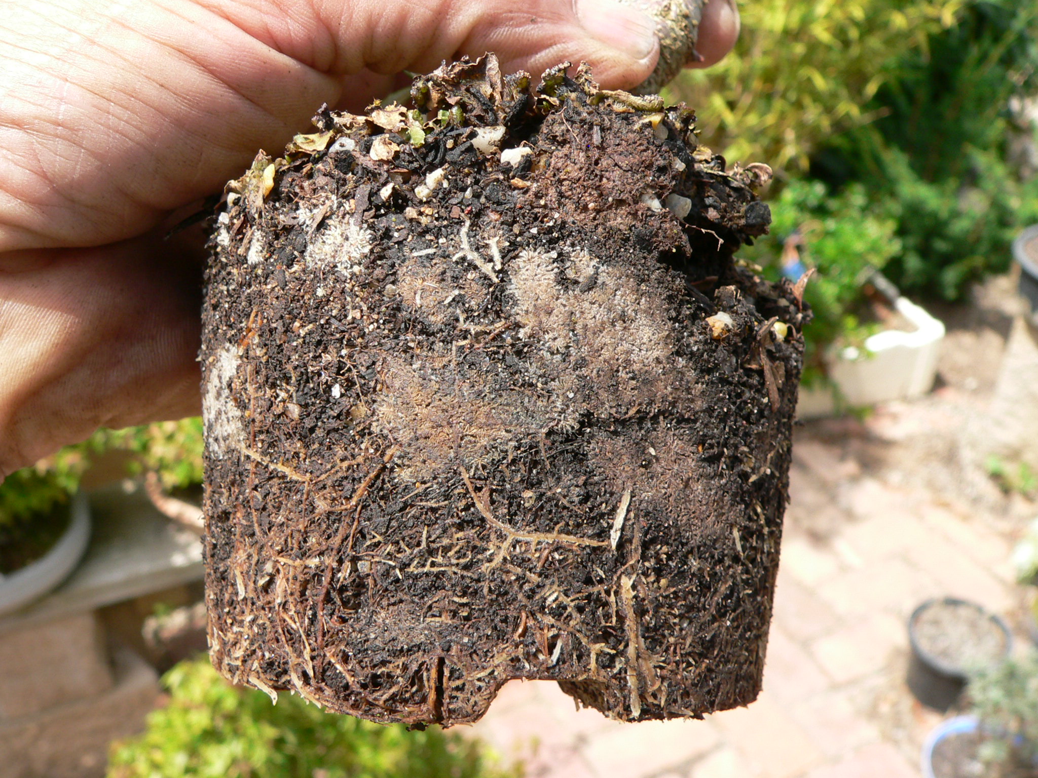 Banksia and fertiliser | Shibui Bonsai