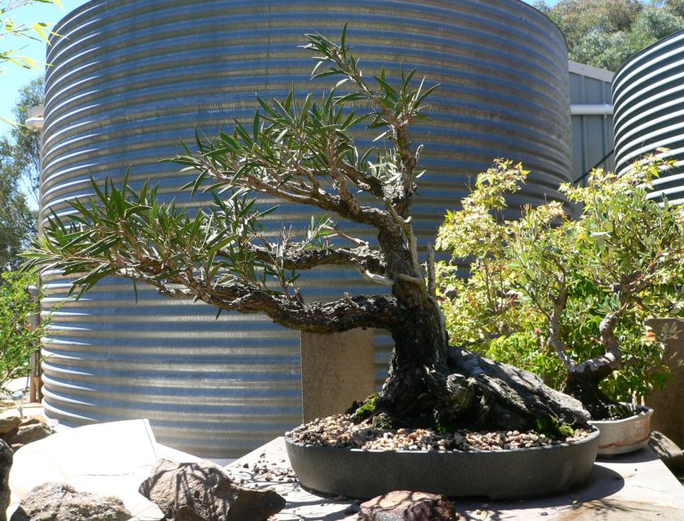 Repotting Callistemon | Shibui Bonsai