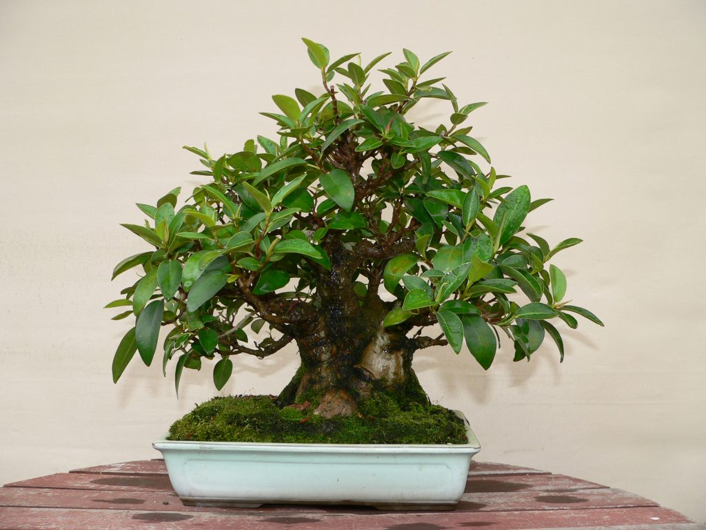 Grafting for Bonsai | Shibui Bonsai