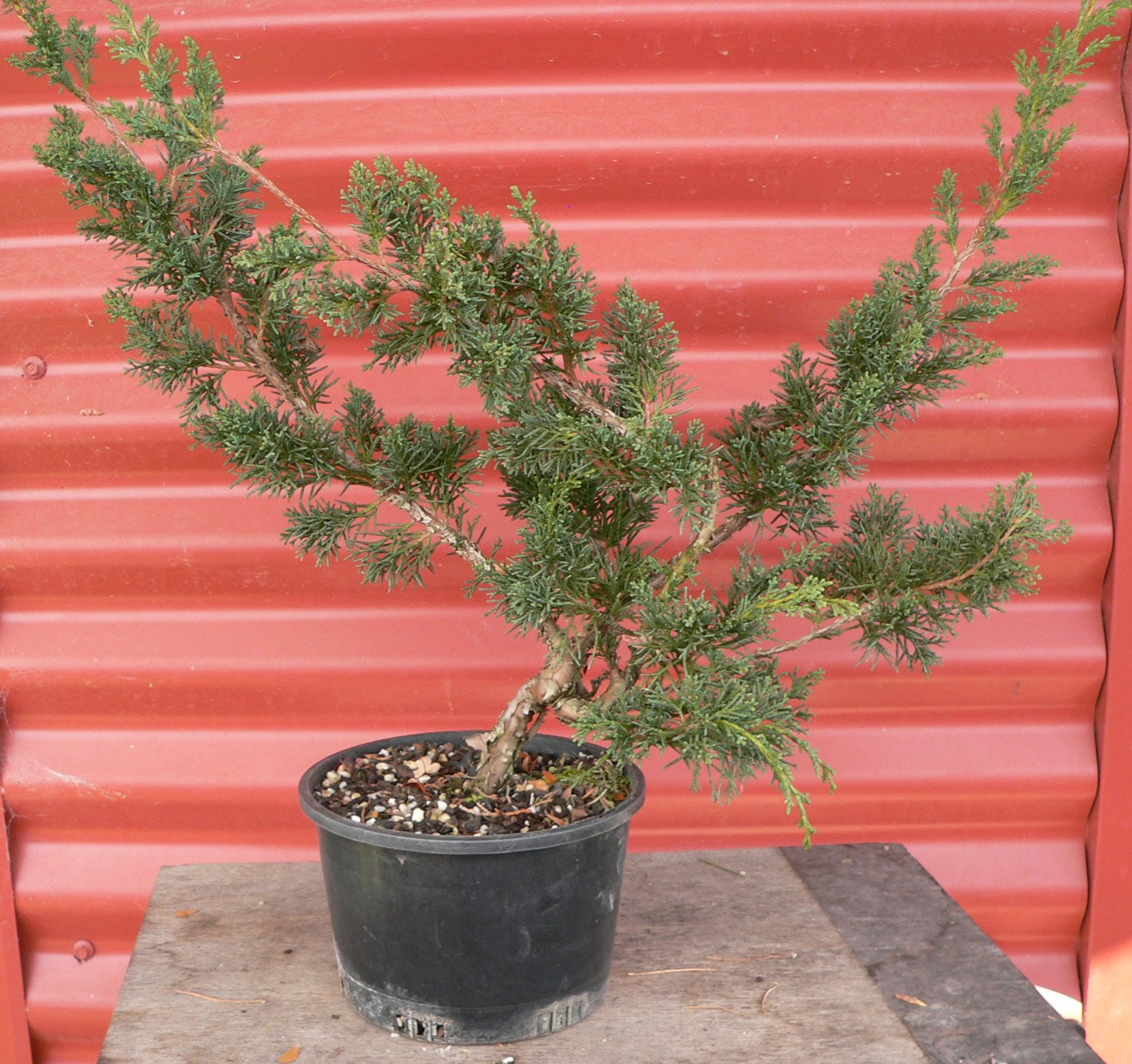 Another twisted shimpaku | Shibui Bonsai