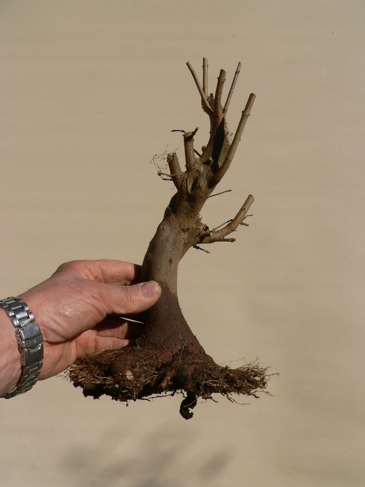 More field grown trident maples | Shibui Bonsai