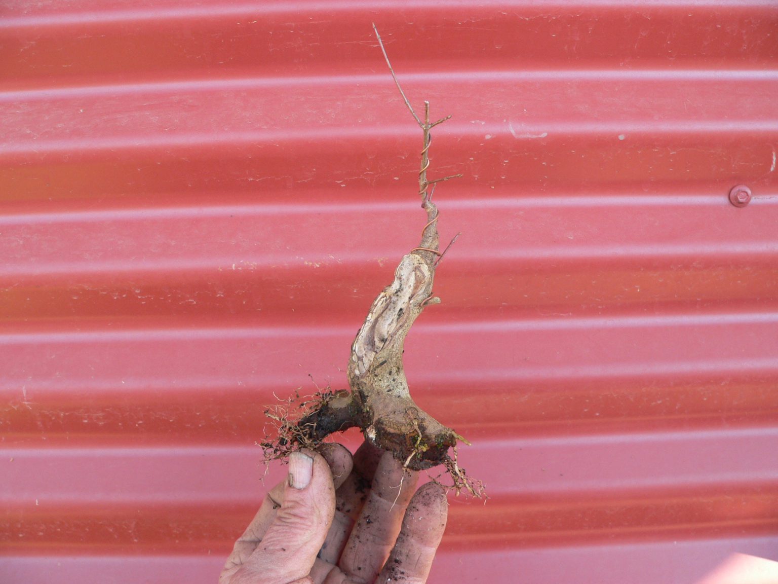 Use seedlings to add new roots | Shibui Bonsai
