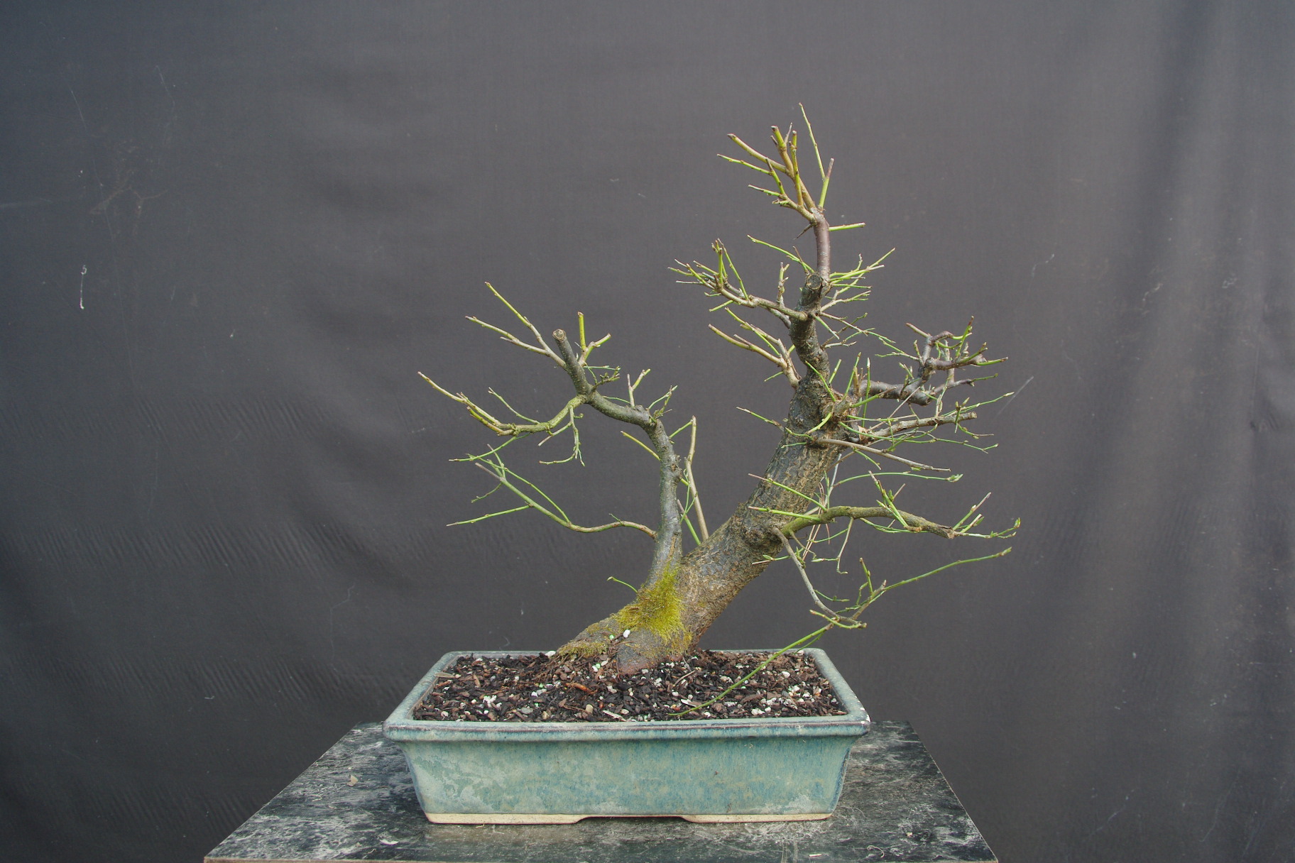 Shibui Bonsai | Growers of Pre Bonsai and Bonsai Starters