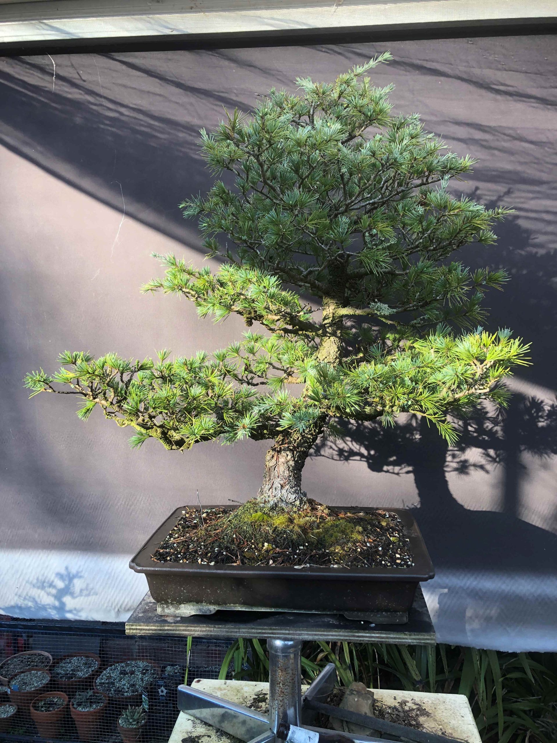 Shibui Bonsai | Growers of Pre Bonsai and Bonsai Starters