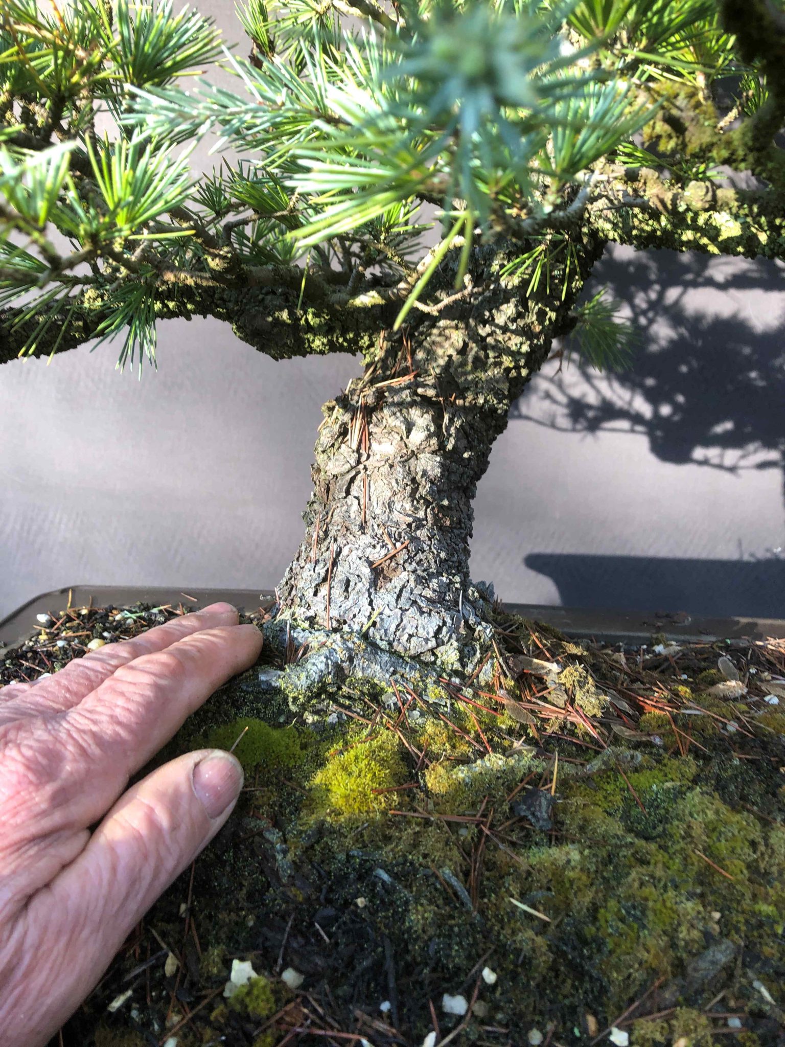 Shibui Bonsai | Growers of Pre Bonsai and Bonsai Starters