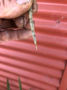 Shibui Bonsai | Growers of Pre Bonsai and Bonsai Starters