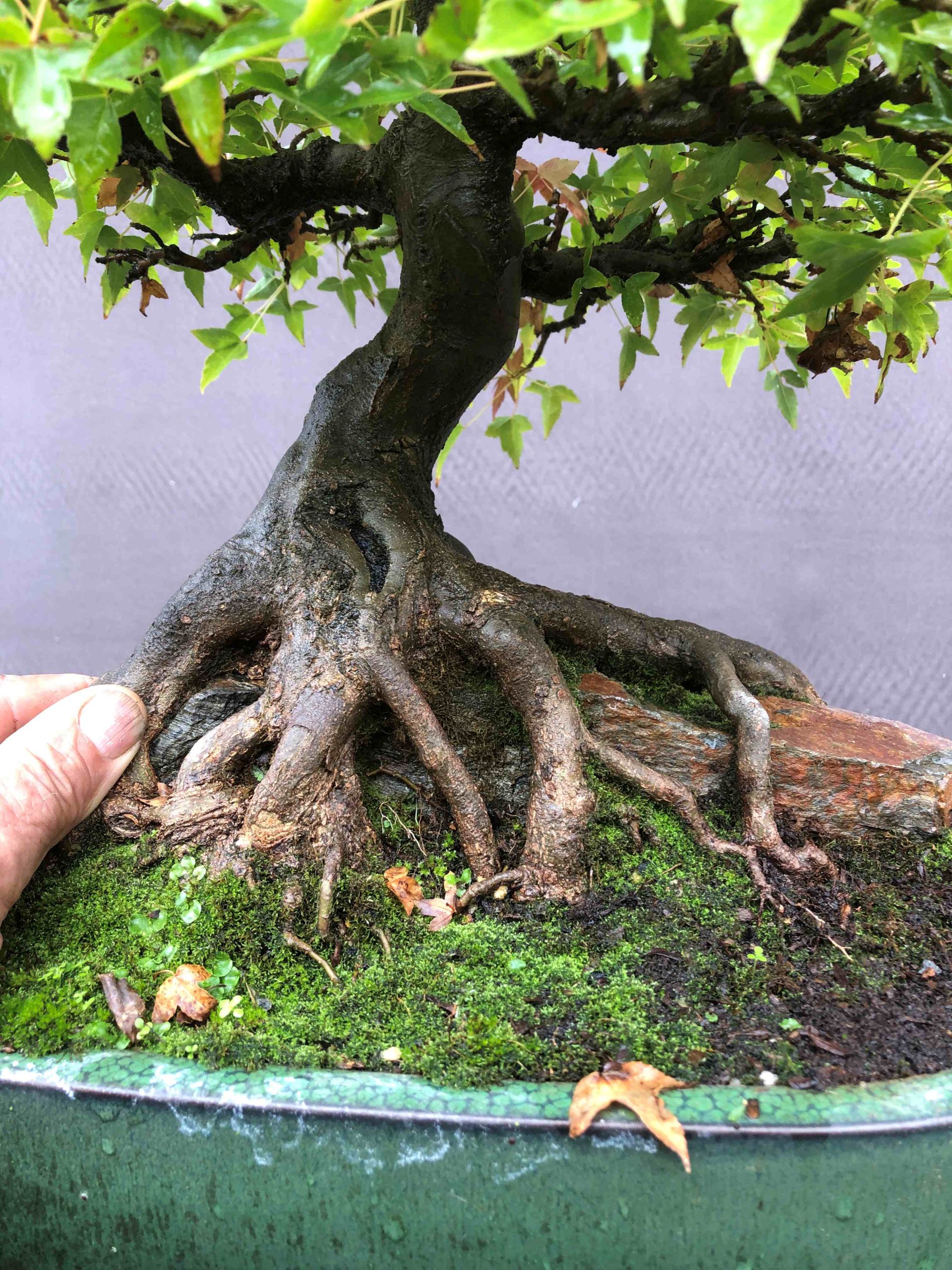Shibui Bonsai | Growers of Pre Bonsai and Bonsai Starters